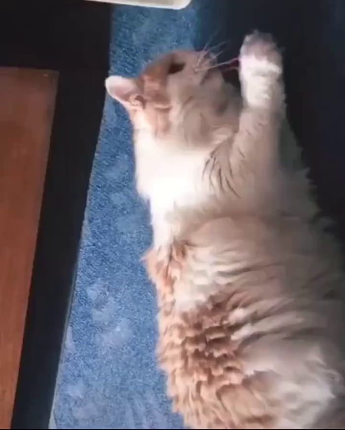 Cat's playing with a rubber band - 9GAG