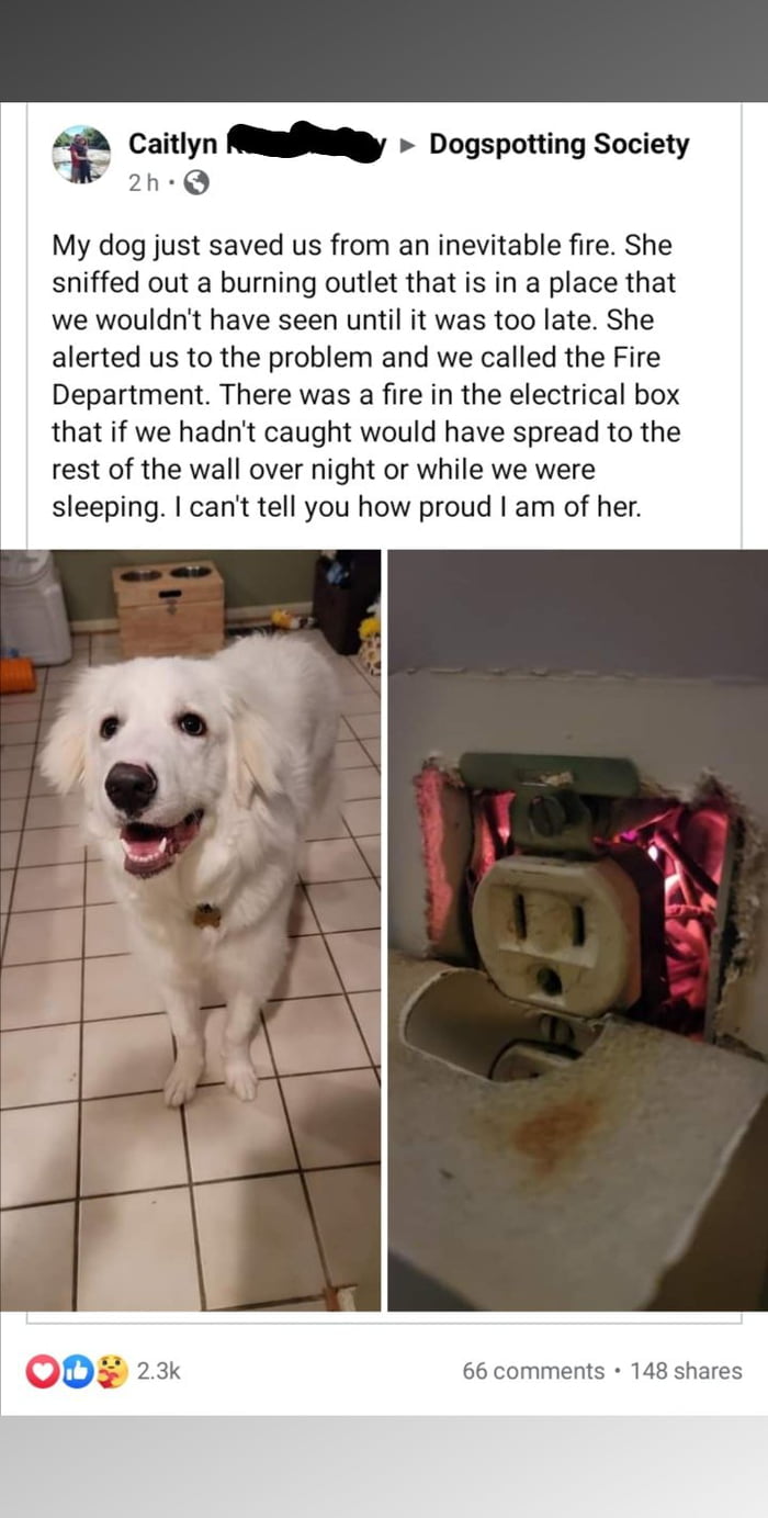 Who's the good doggo! So proud of you - 9GAG