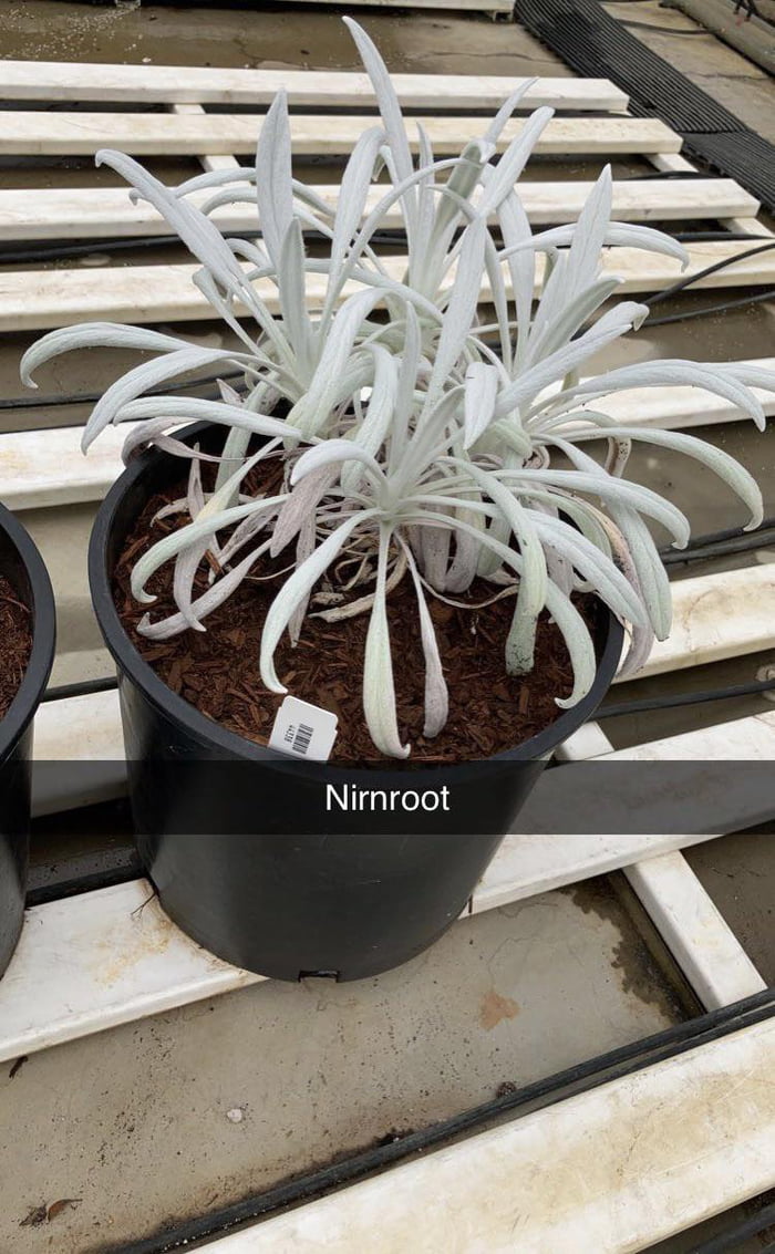 Real life nirnroot - 9GAG