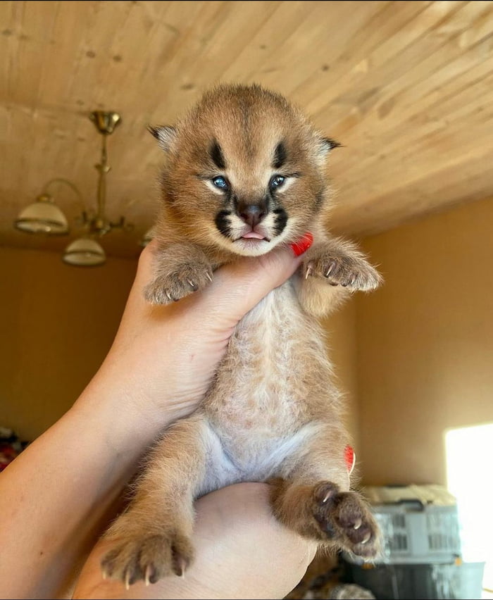 Comically small floppa - 9GAG