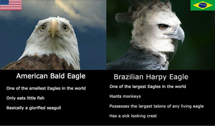 The real American eagle - 9GAG