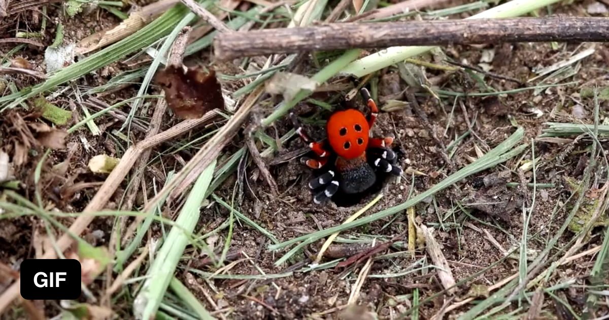 The rare and harmless European Ladybug spider - 9GAG