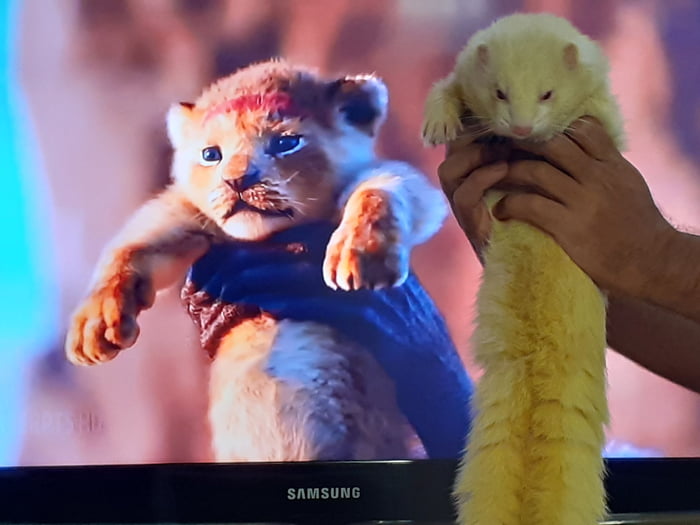 Ferret King - 9GAG