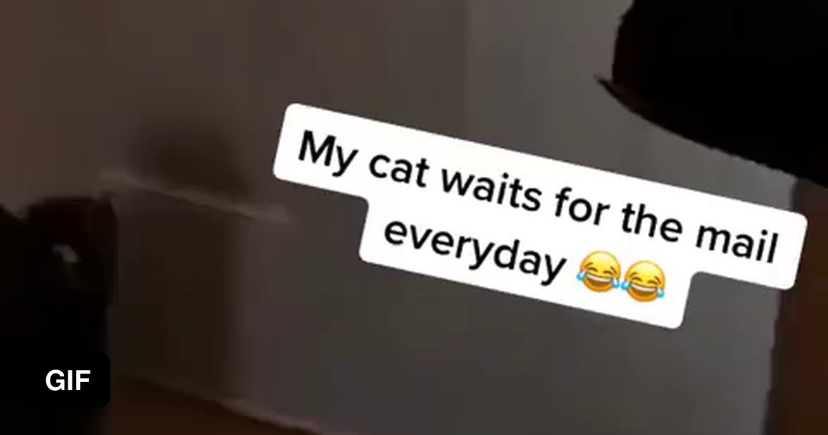 Mail Cat - 9GAG