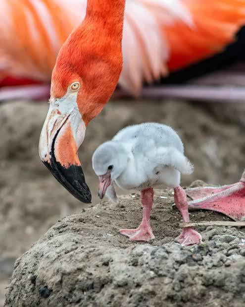 Flamingos are not born their iconic pink colour! The grey-born bird ...