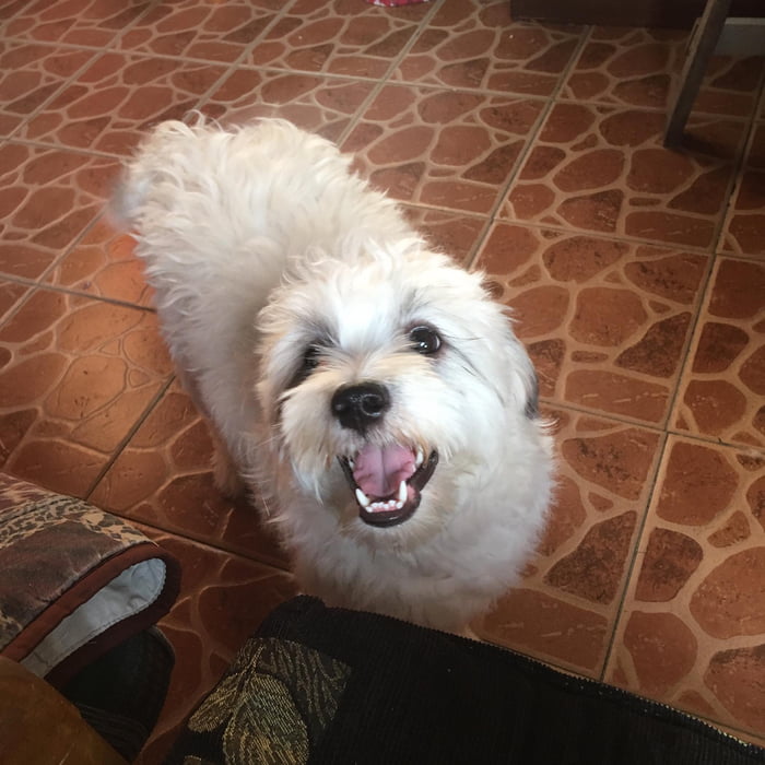 Henlo hooman, stay safe! Doggo out - 9GAG