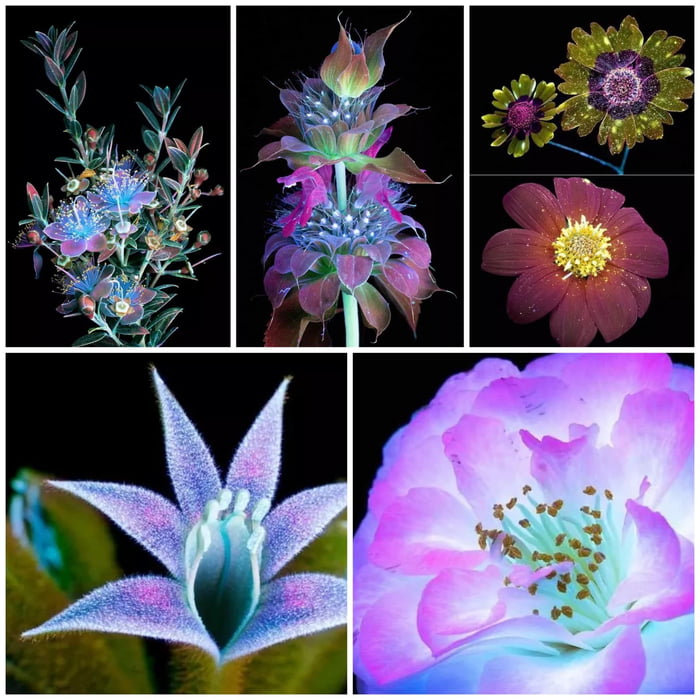 Ever wondered what a flower looks like to a butterfly or bee ...