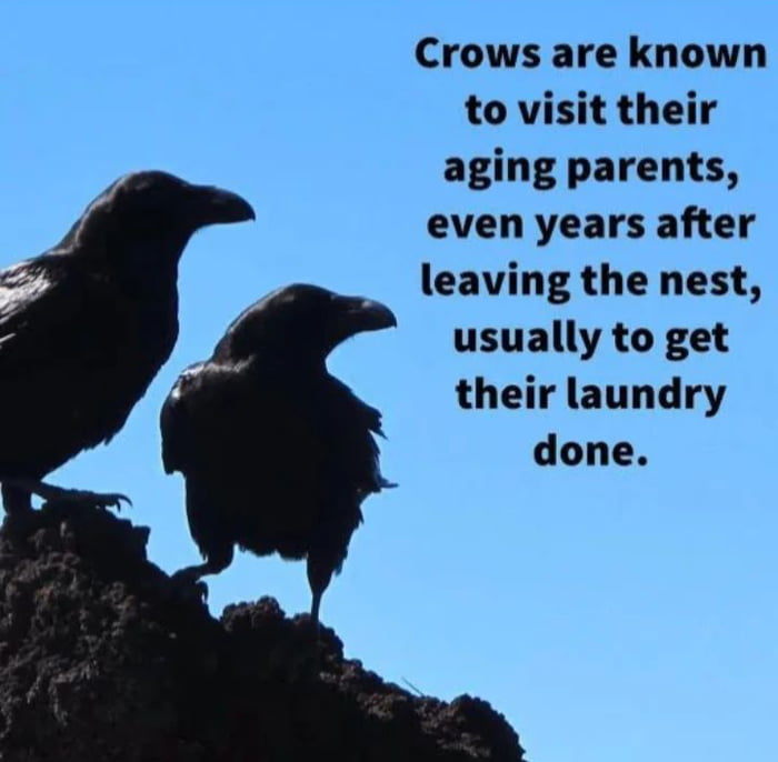 Crows are cute you know - 9GAG