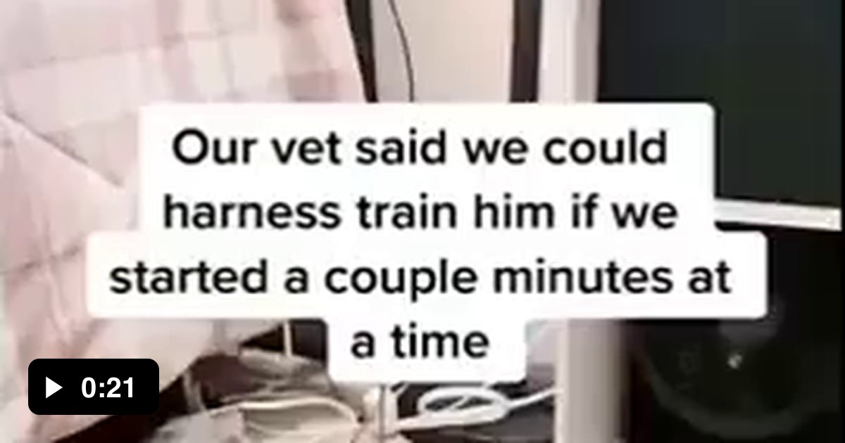 Kitten being derpy - 9GAG