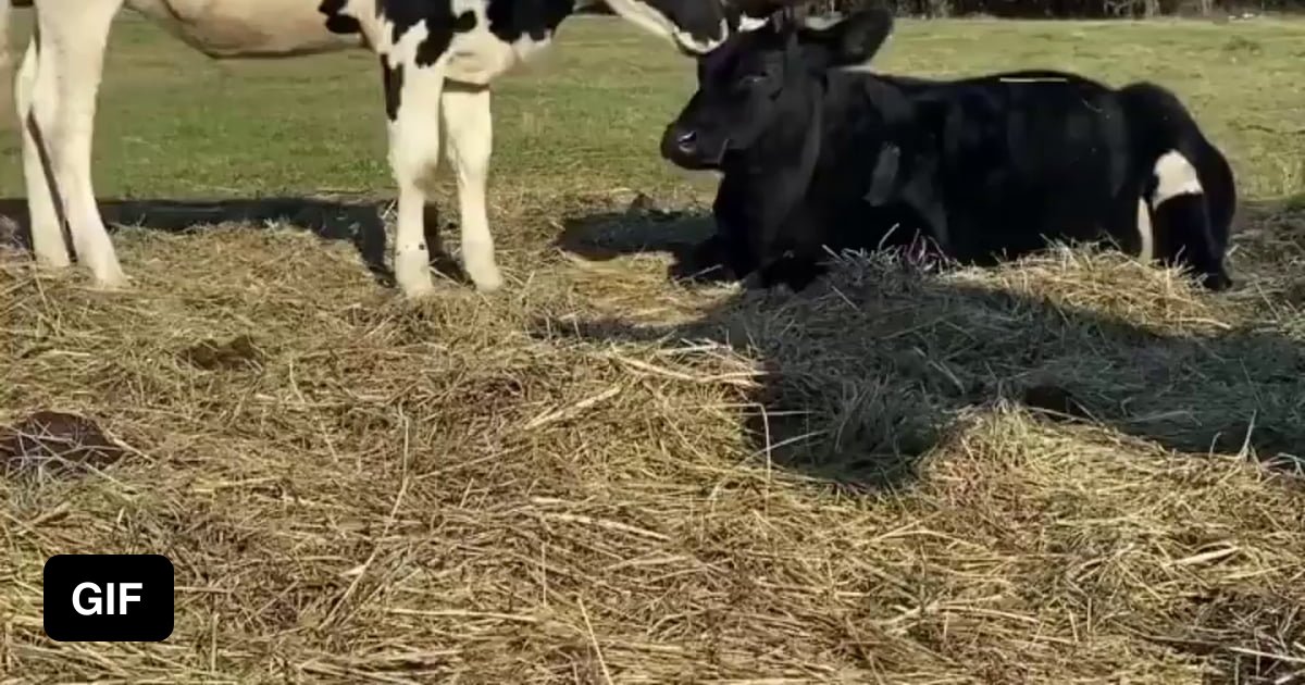 You'd look better with a cow lick - 9GAG