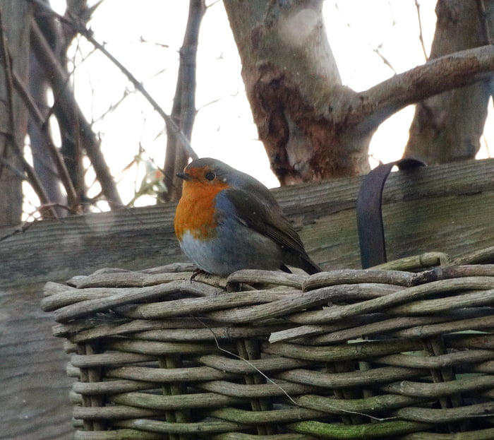 I own a garden for the first time and today I saw a little Robin ...