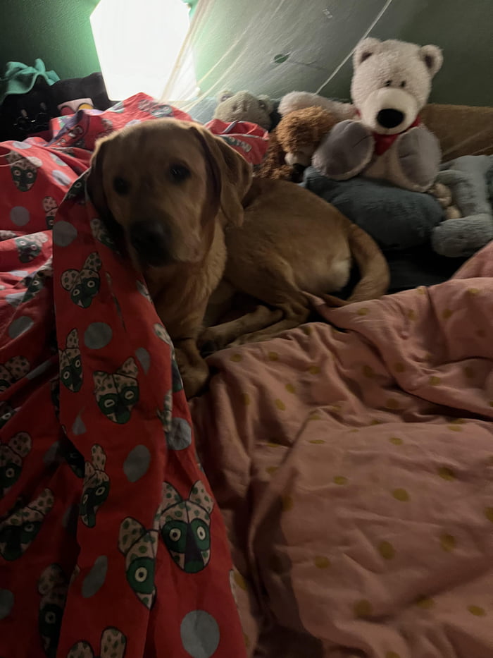 Percy is the autism service dog of your 14yo son. But whenever his ...