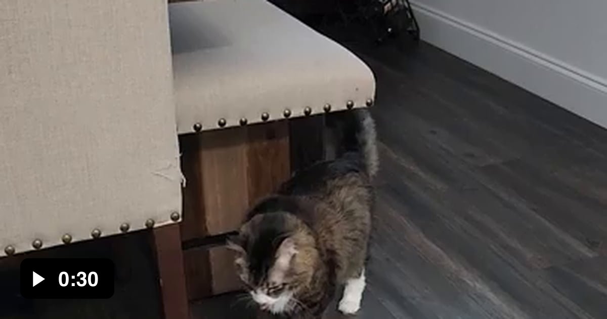 Was cat-sitting for friends the other week, and this sob yells all day ...