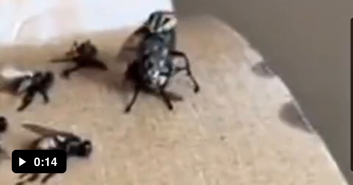 The strongest fly on the world... Free Fly! Fly Free! - 9GAG