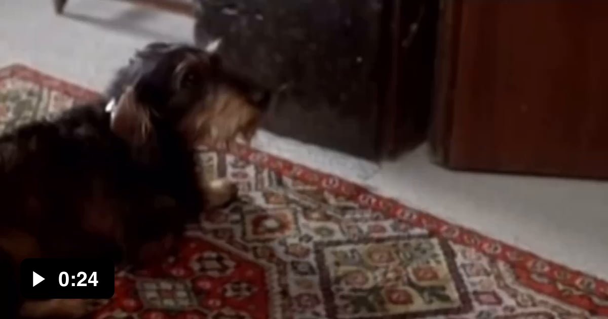 Does your dog bite? - 9GAG