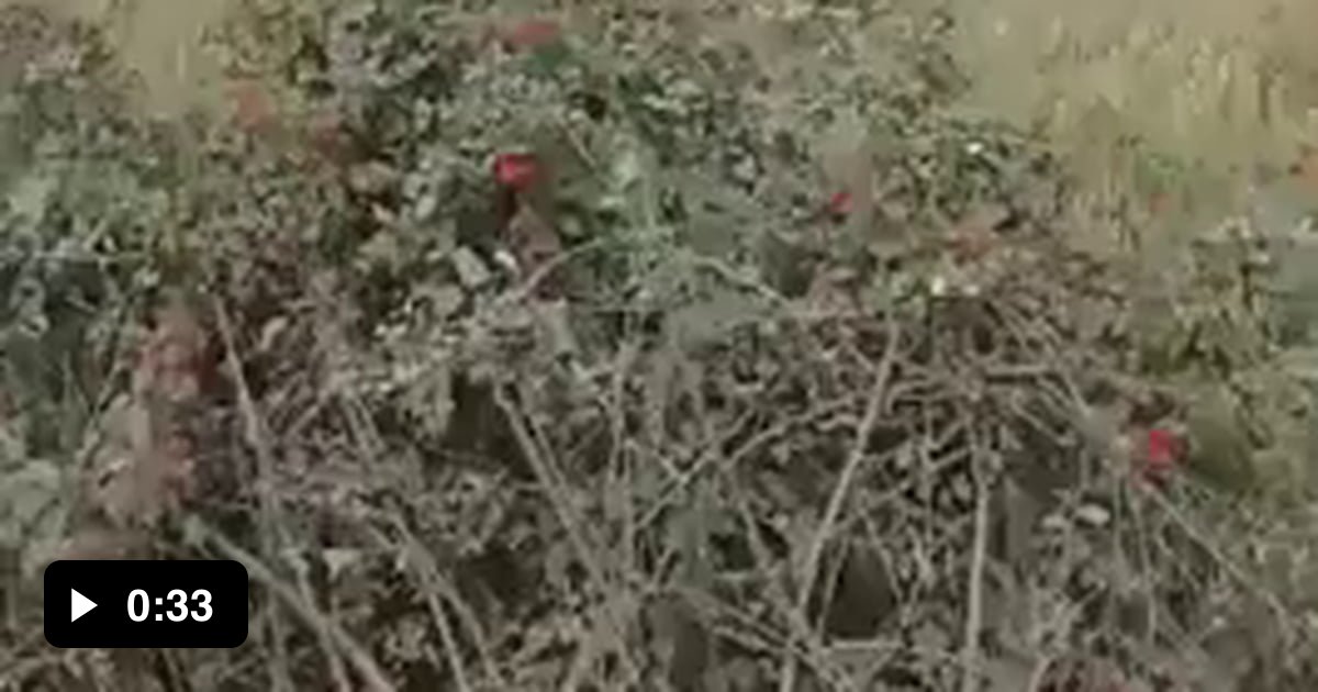 Explosion at firework factory in Harda, India (6 February 2024) - 9GAG