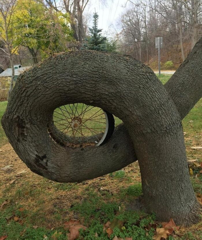 It's a Tree Wheeler - 9GAG