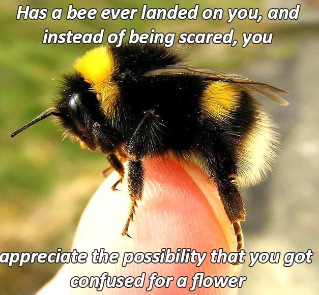 What a lovely bee - 9GAG