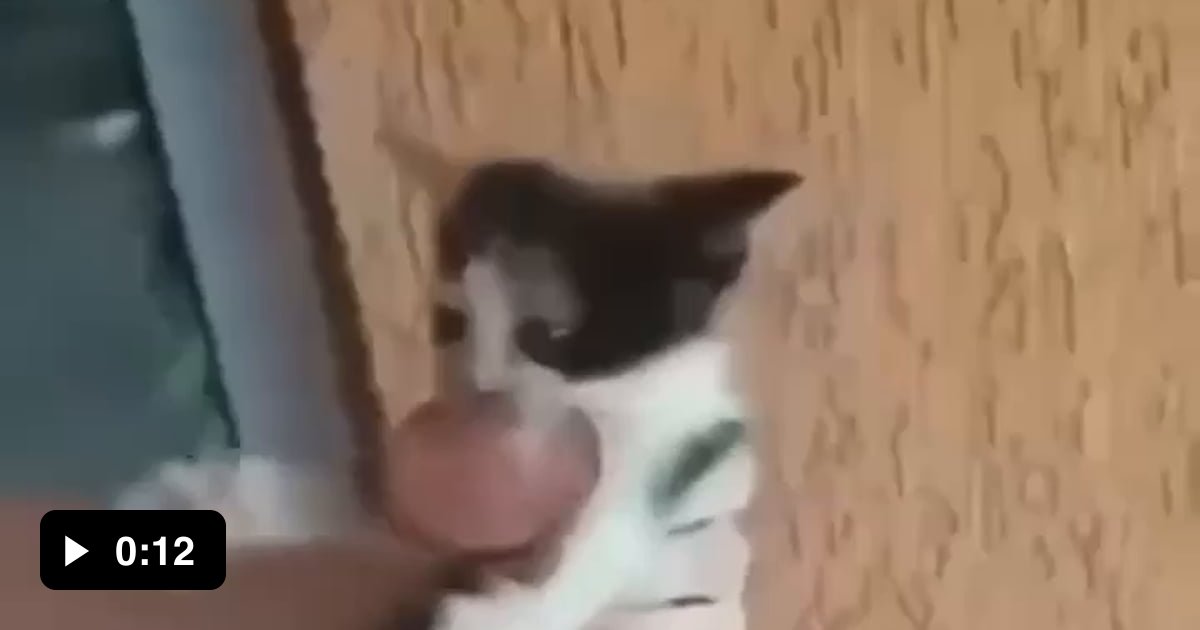 Angry smol fluff - 9GAG