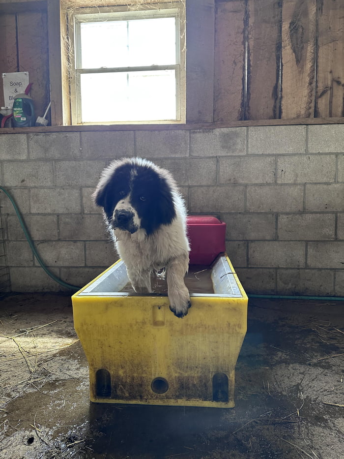 New Livestock Puppy Cooling Off - 9GAG