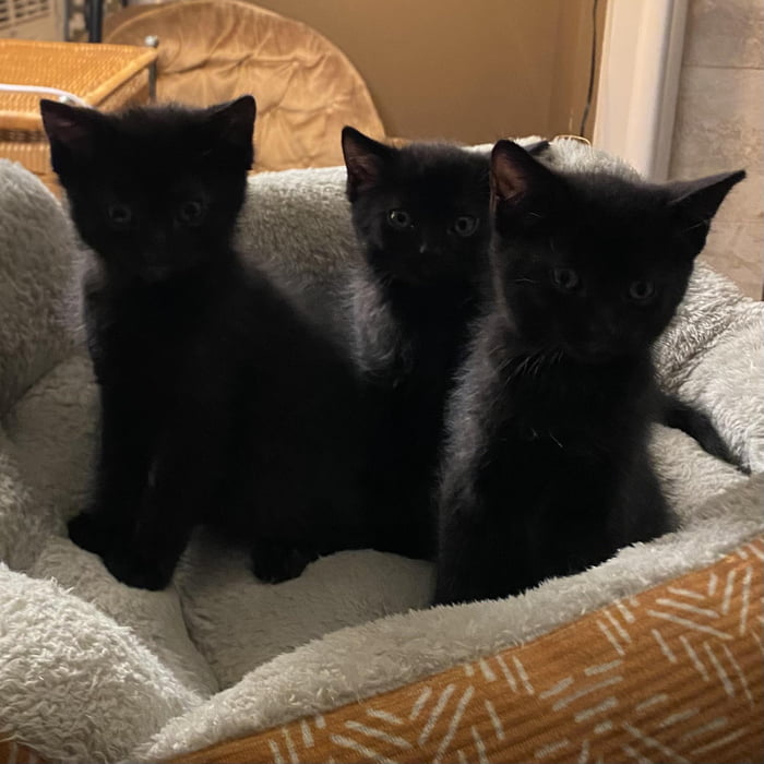 Three little baby bats 🦇 - 9GAG