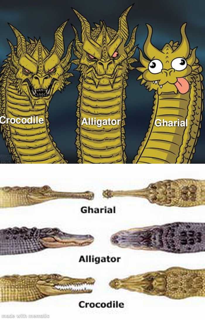 The water Dragons ! - 9GAG