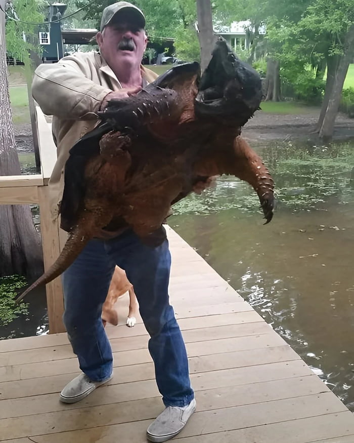 A fully grown snapping turtle - 9GAG