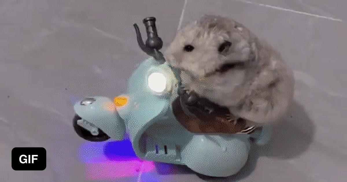 Hamster on a motorcycle. That's it. That's the post. - 9GAG