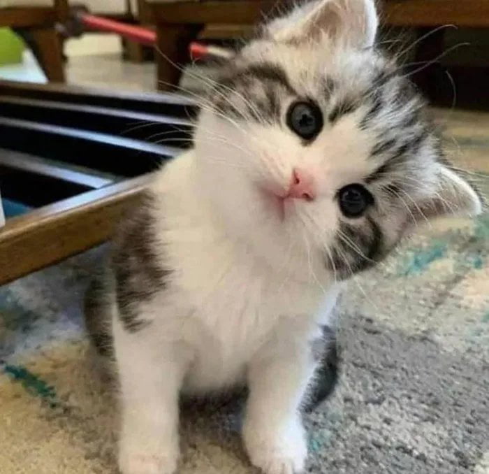 How come you are so cute! / Beautiful! / Handsom! / High-End and ...