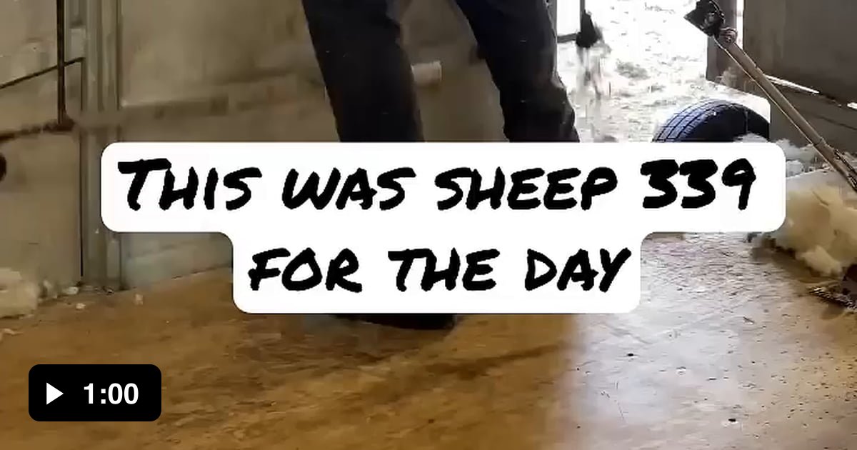 Sheering a sheep in 60 seconds - 9GAG