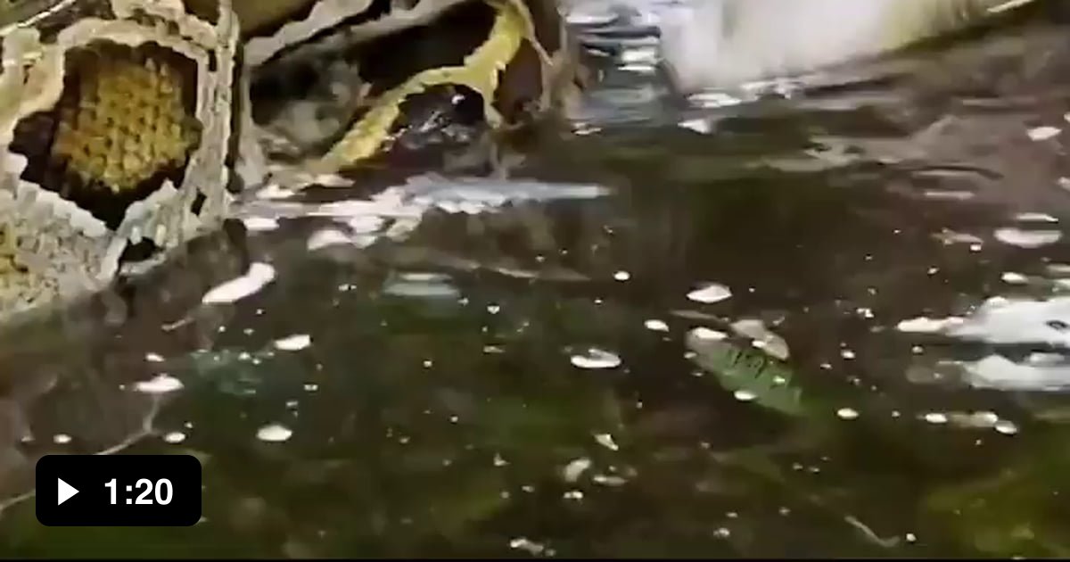 Gator vs Python - 9GAG