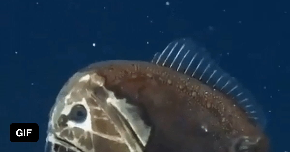 Abyssal fish - 9GAG