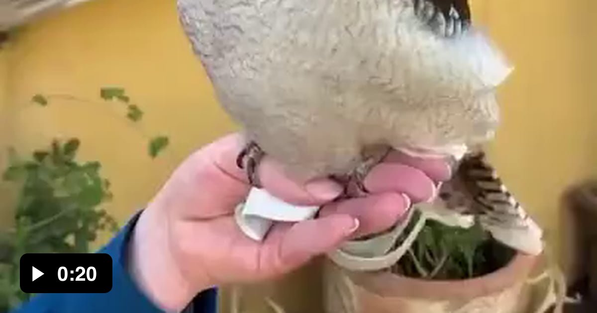 Give me your best bird memes! - 9GAG