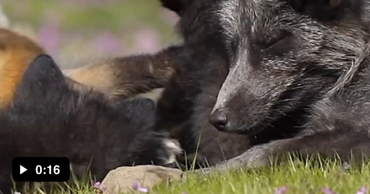 Fox kits playing. Cute little beasts. - 9GAG