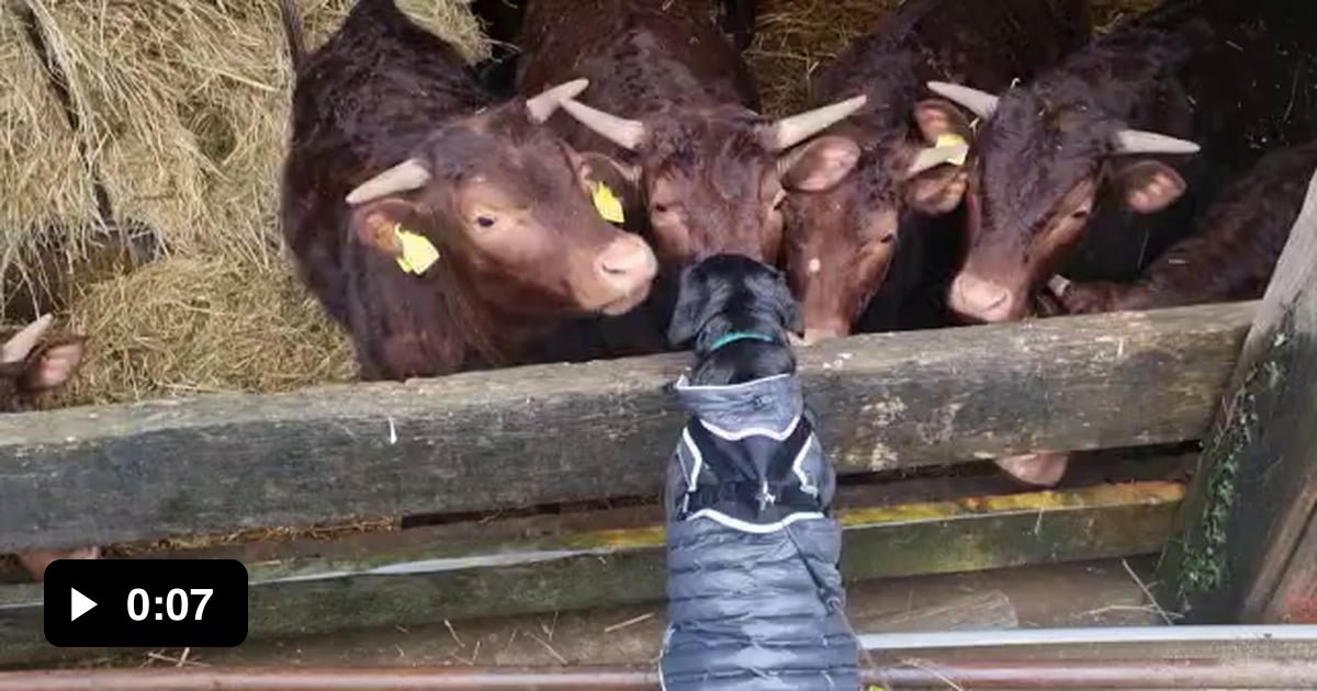 My weekly antidote to TikTok: Barney and the Cows - 9GAG