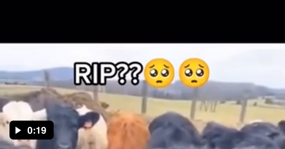 Poor cow - 9GAG