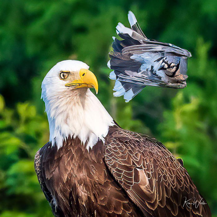 Amazing shot of a Blue Jay pestering a Bald Eagle - 9GAG