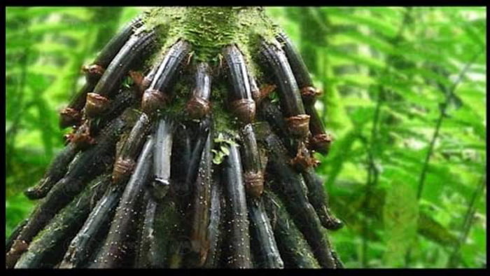 Huacrapona palm tree. Huacrapona palm tree is a large, evergreen palm ...