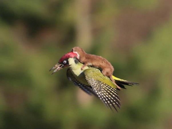 This weasel riding a woodpecker mid-flight - 9GAG