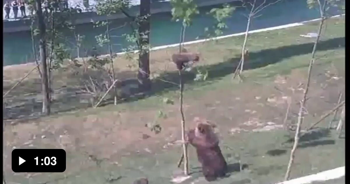 A Mama Bear Having Trouble With One Of Her Little Ones But She Solves The Problem 9gag