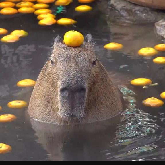 Post your capybara memes here - 9GAG