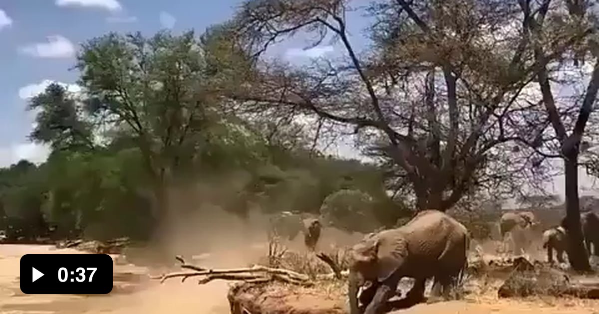 Second elephant really nailed that landing - 9GAG
