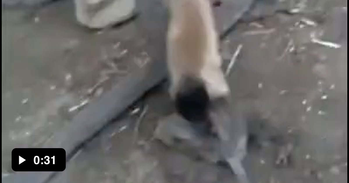 Furious George - 9GAG