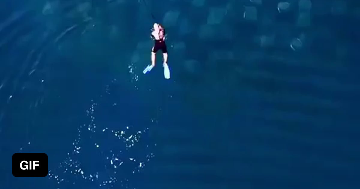 This mesmerizing view of a massive stingray migration - 9GAG