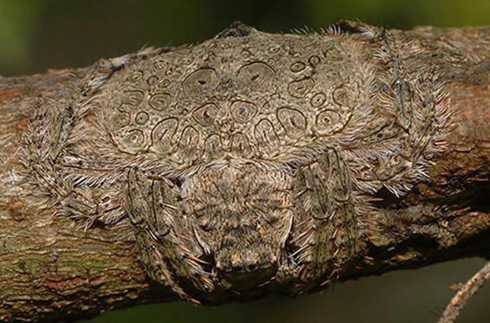 The Australian “Wrap-Around” Spider - 9GAG