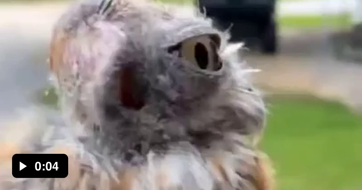 Molting Eastern Screech Owl - 9GAG