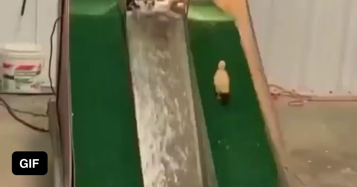 Duck Slide - 9GAG