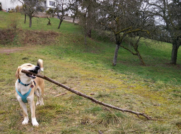 My doggo with his stick. One proud boi. - 9GAG