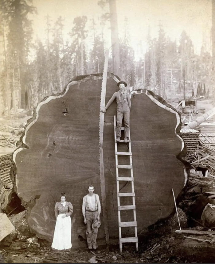 A giant redwood cut down by some loggers in California, 1892 - 9GAG