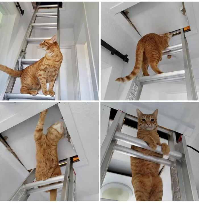Home Inspector Cat checks out the attic - 9GAG